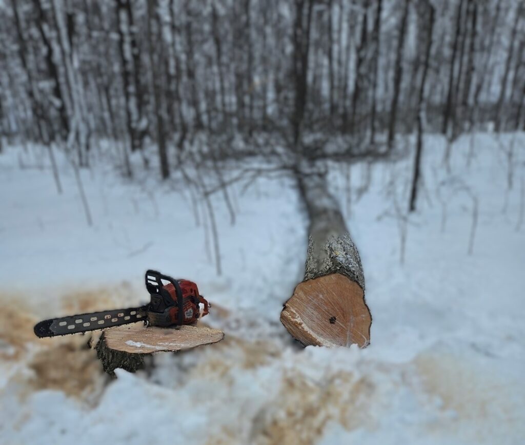 Custom Tree Cutting – Port Maples